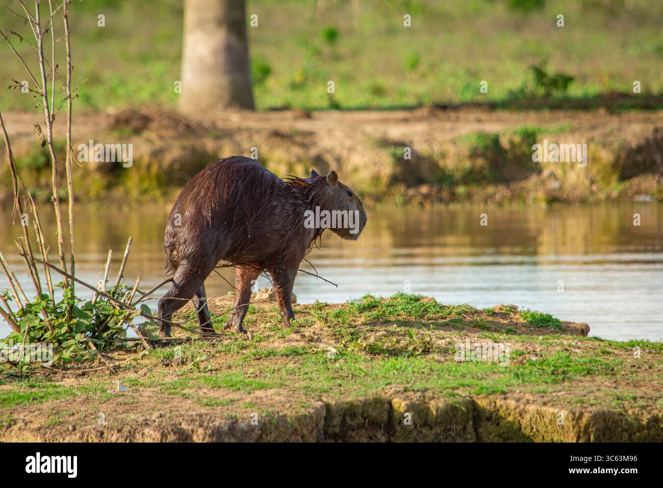 A capybara stands near the water's edge in Casanare, Colombia ...