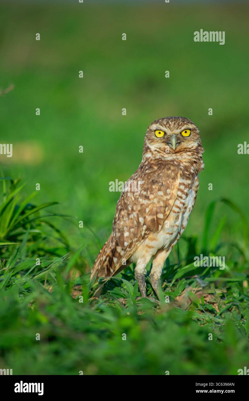 A burrowing owl standing in lush green grass in Casanare, Colombia ...