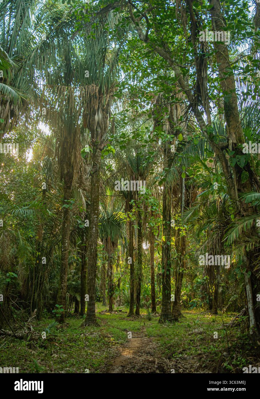 A serene trail winding through a dense tropical forest in Casanare ...