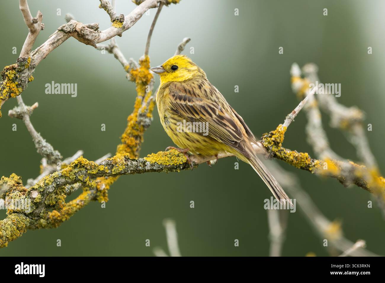 Rottweil, Germany. 30th July, 2025. A yellowhammer clings to a branch ...