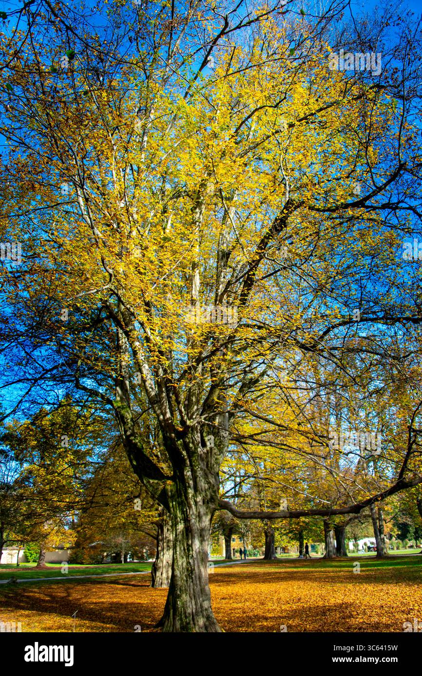 Hornbeam carpinus betulus foliage autumn leaves hi-res stock ...