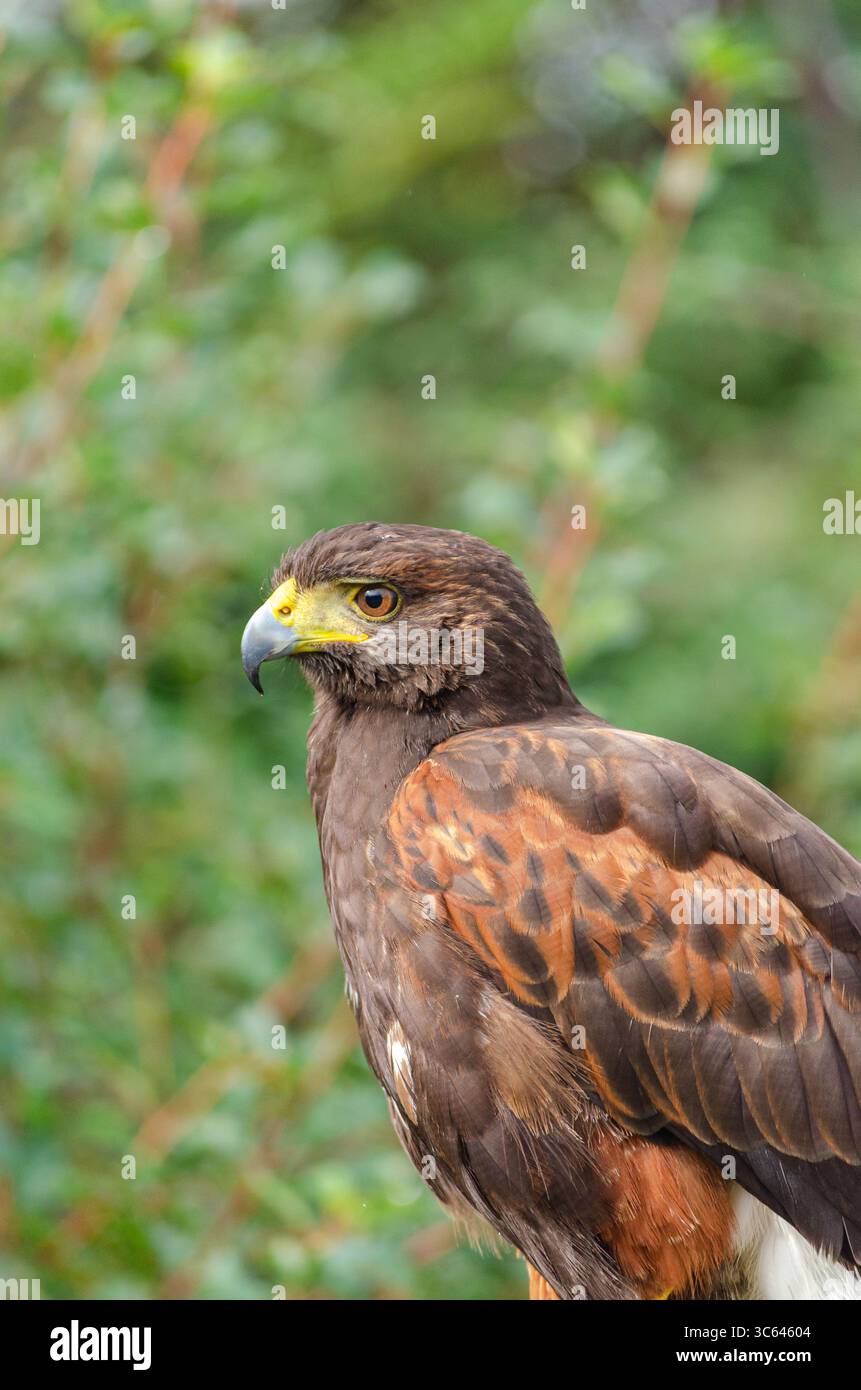 The Head and Shoulders of a Harris Hawk. Concept A detailed wildlife ...