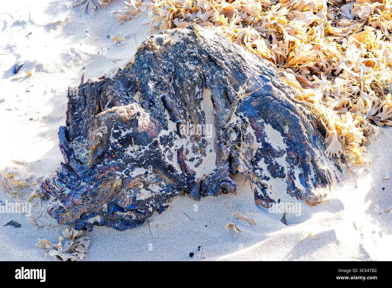 a weathered, dark piece of driftwood or fossilized tree stump partially ...