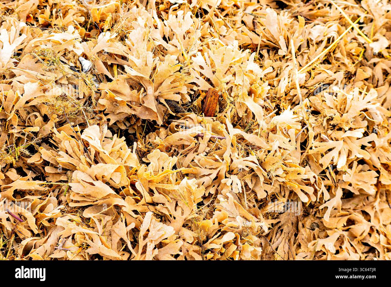 A dense mat of washed-up bladderwrack seaweed, dried and bleached by ...