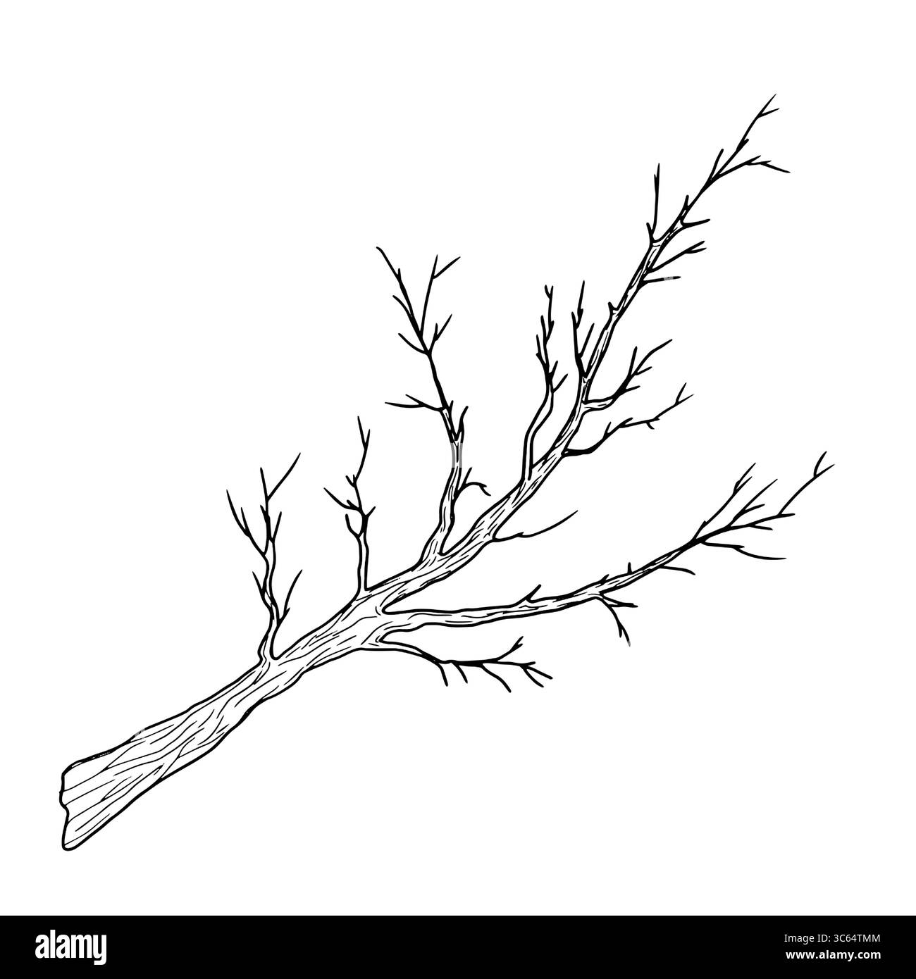 Dry bud on thin hi-res stock photography and images - Alamy