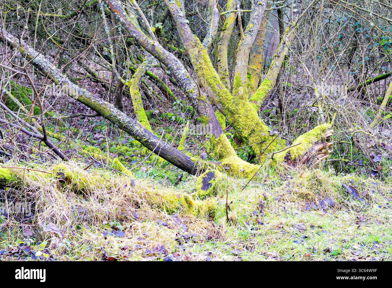 Untamed woodland scene at Titchwell Marsh Stock Photo - Alamy