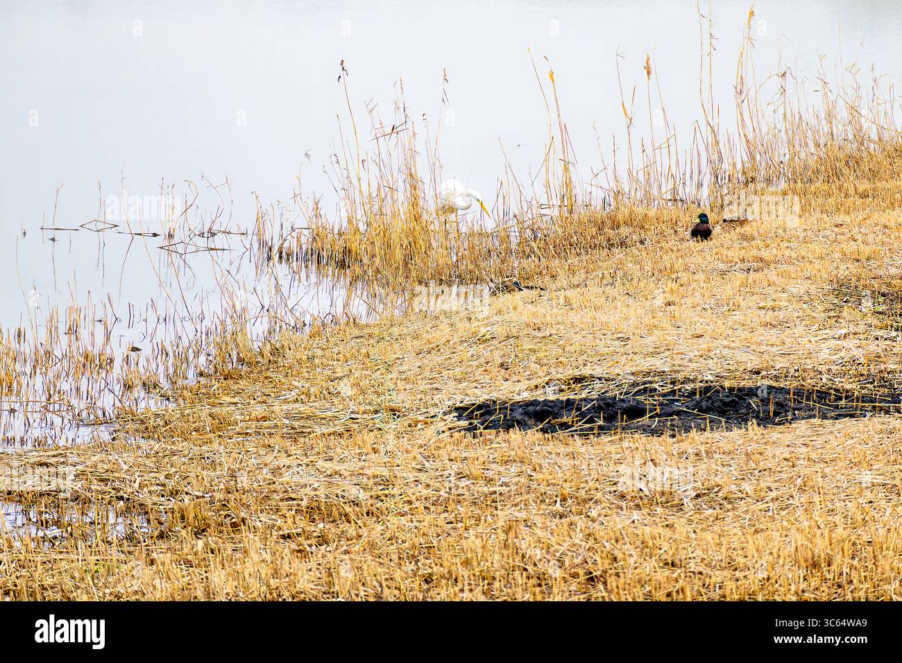 Wetland patterns hi-res stock photography and images - Alamy
