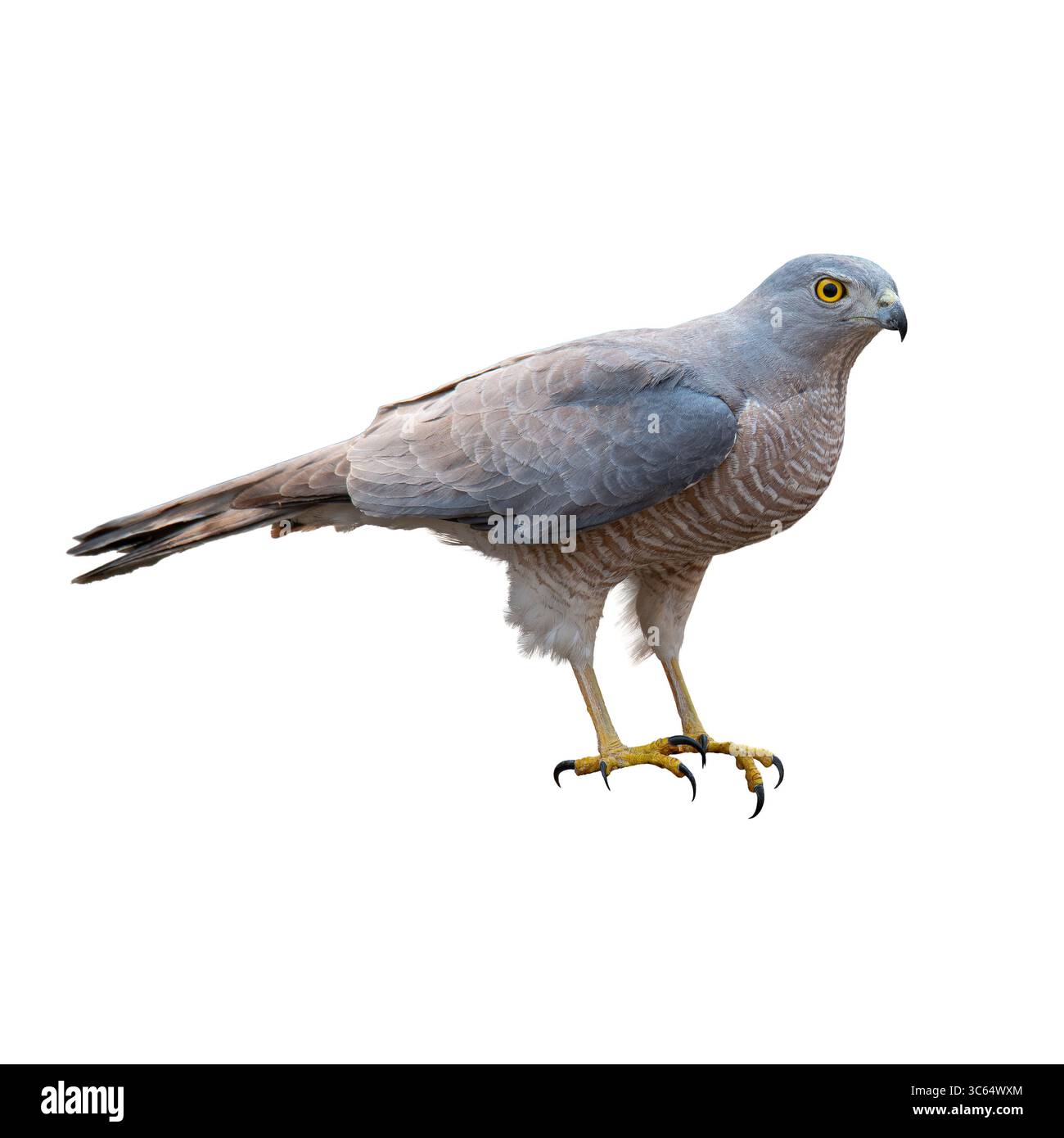 Detail view female eyes Cut Out Stock Images & Pictures - Alamy