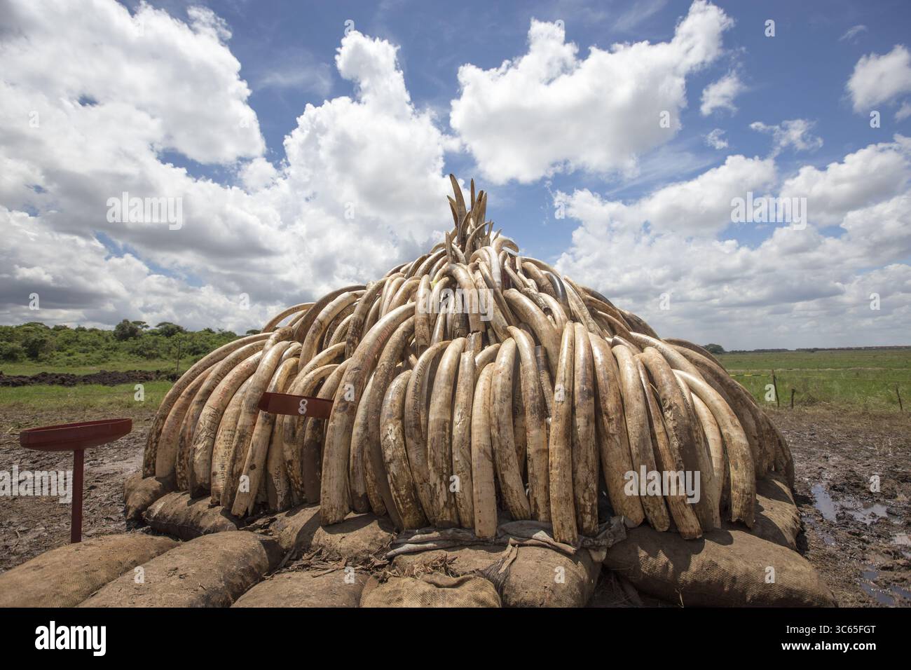 Pile of tusks hi-res stock photography and images - Alamy