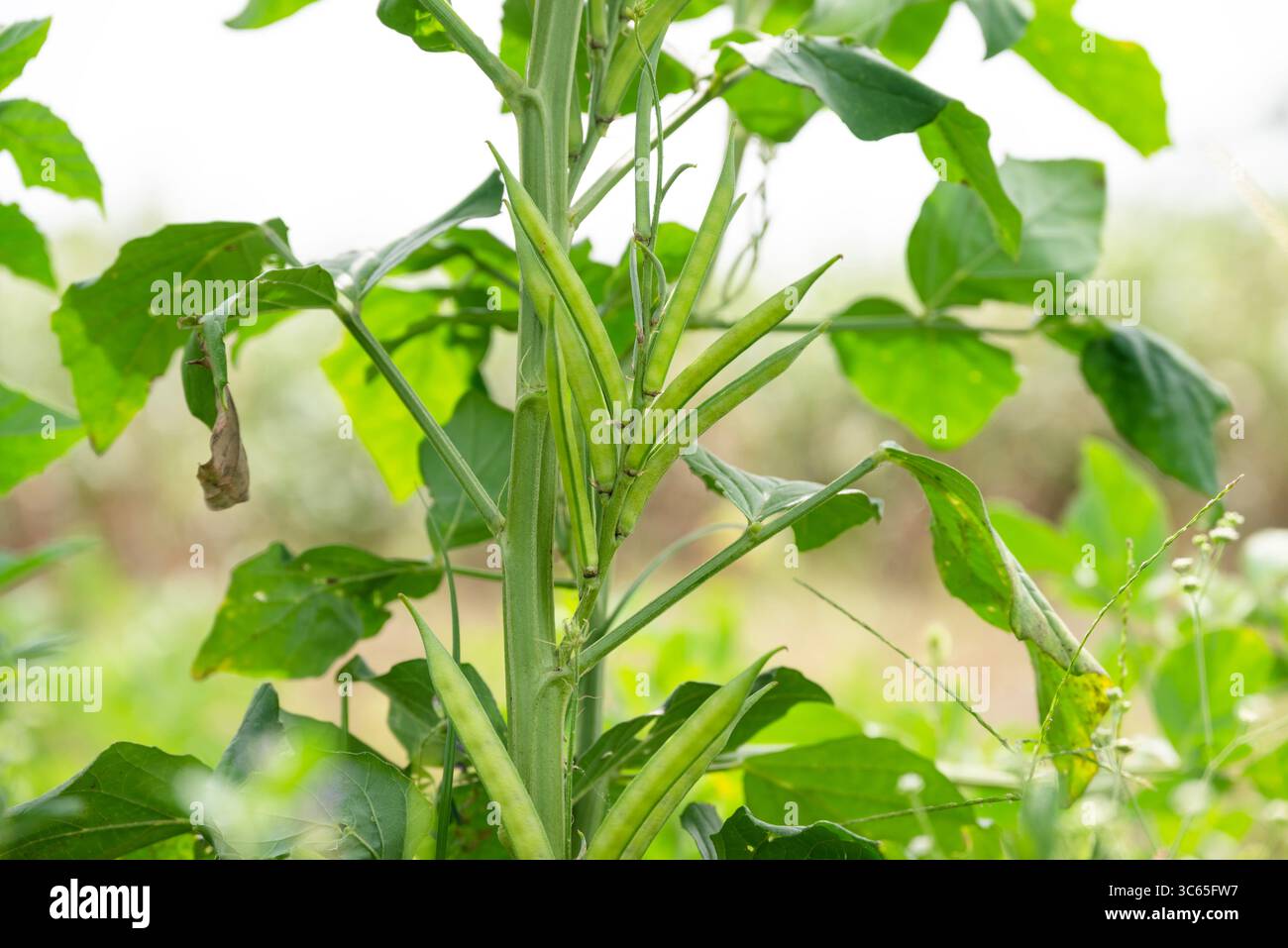Gaur gum hi-res stock photography and images - Alamy
