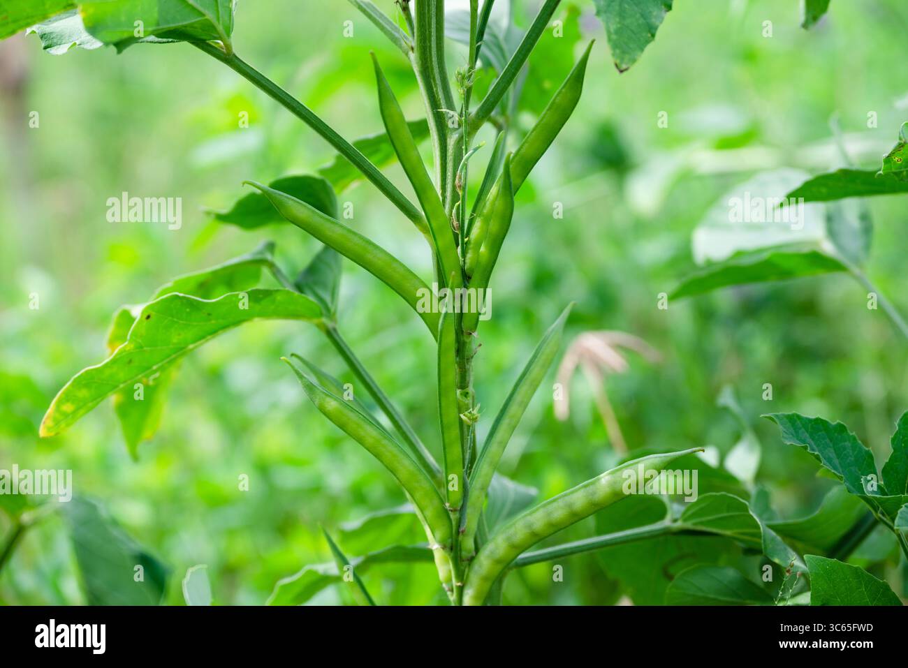 Gaur gum hi-res stock photography and images - Alamy