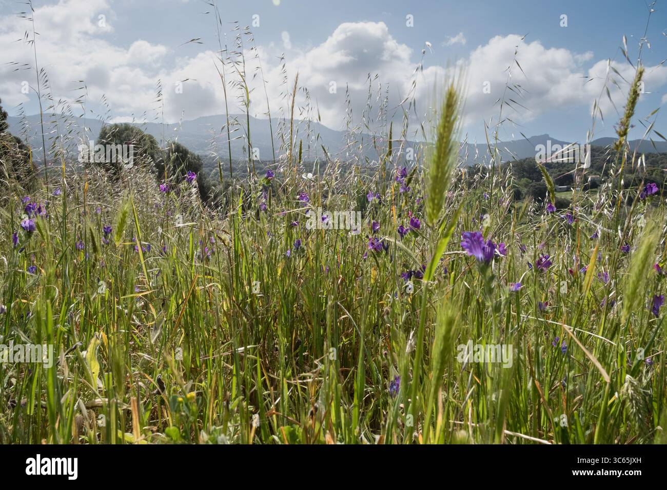 Wildflowers grass swaying in wind hi-res stock photography and images ...