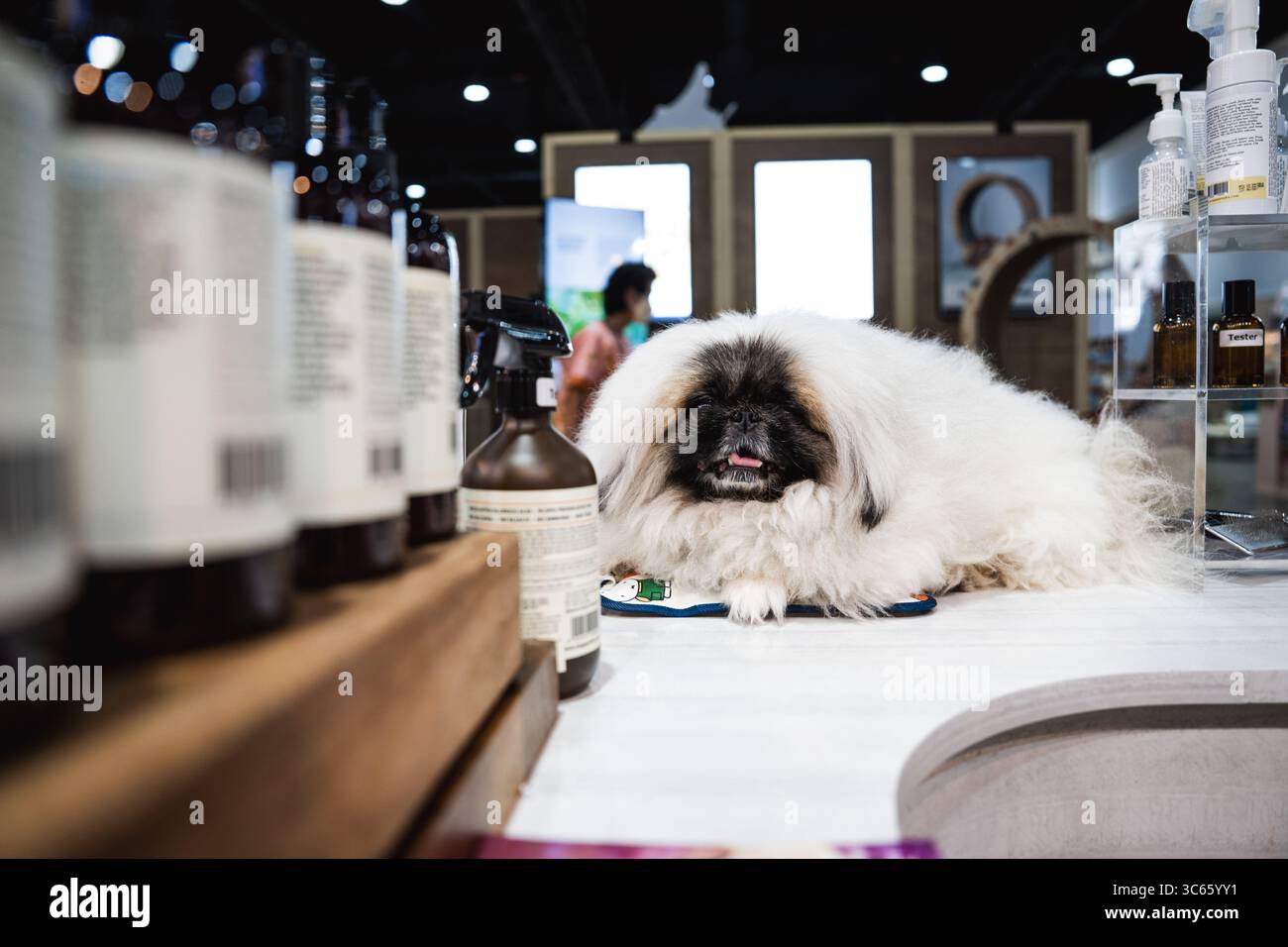 A fluffy Pekingese dog lounges next to a display of pet grooming ...