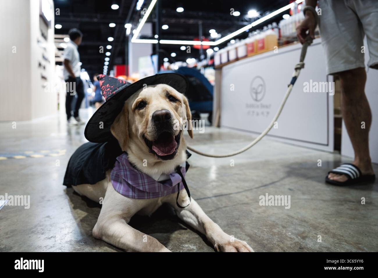 A Labrador dressed as a wizard with a pointed hat and purple plaid cape ...