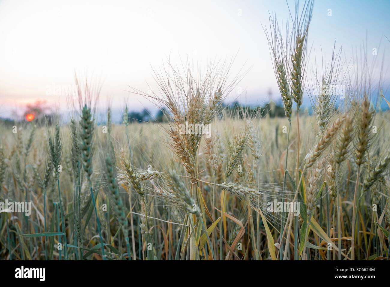 Wheat field. Ears of golden wheat close up. Beautiful Nature Sunset ...