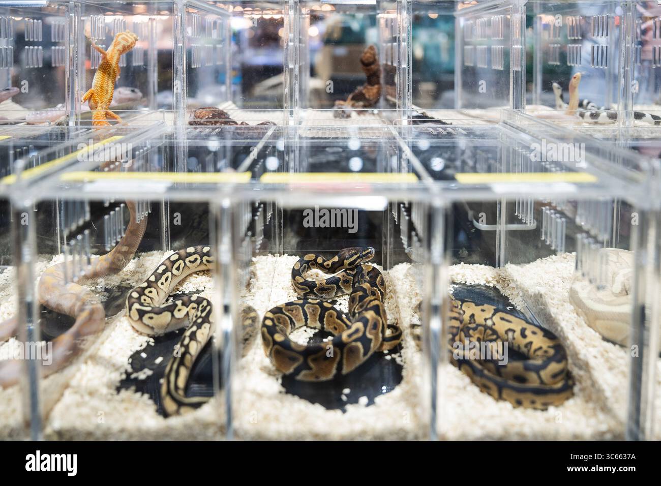 Ball pythons and other reptiles are displayed in transparent enclosures ...