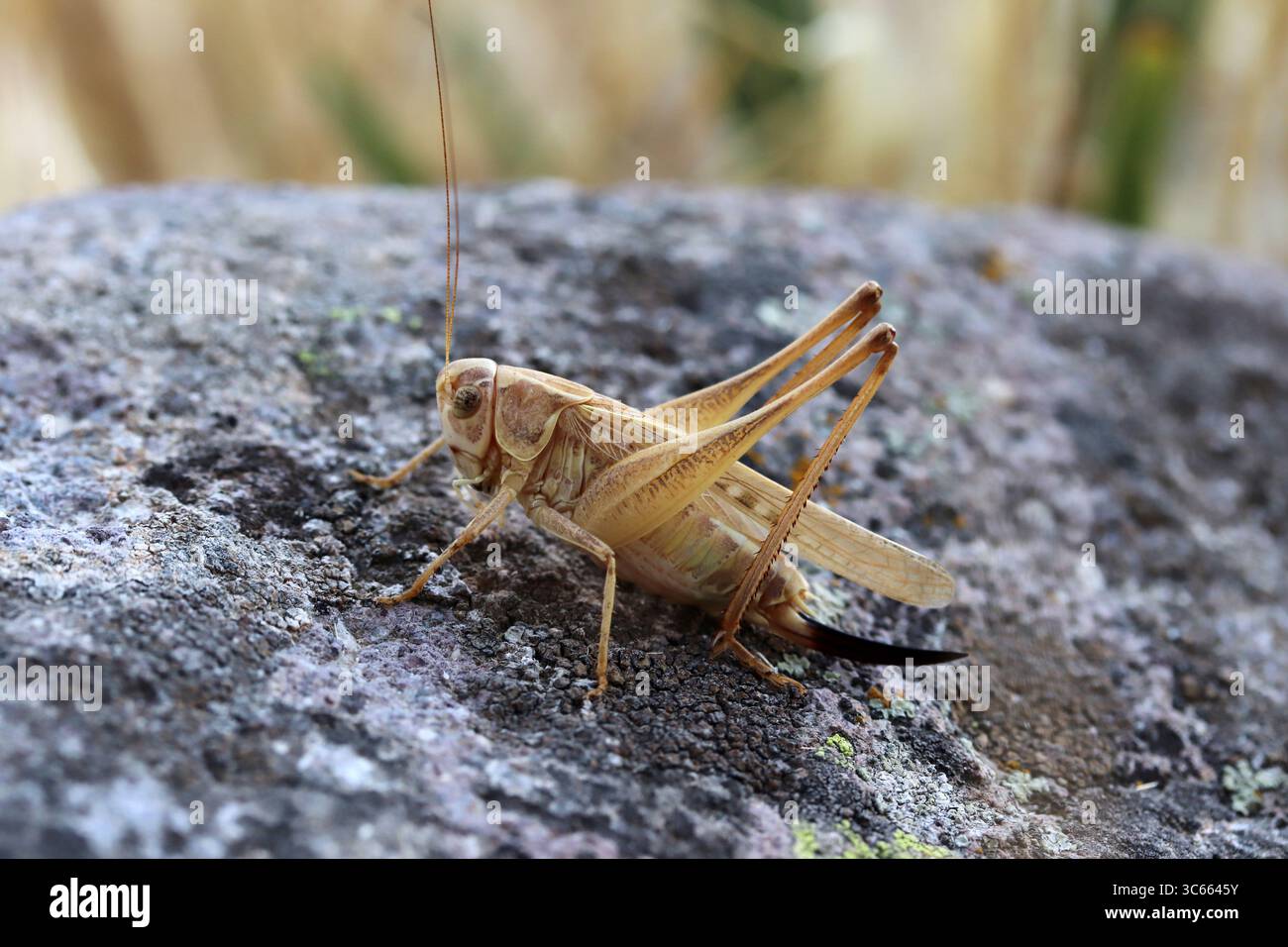 Grasshopper standing on rock hi-res stock photography and images - Alamy