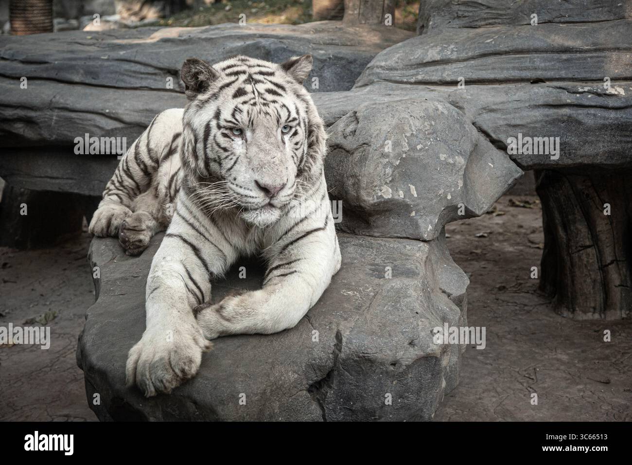 Bengal tiger on rocky ledge hi-res stock photography and images - Alamy