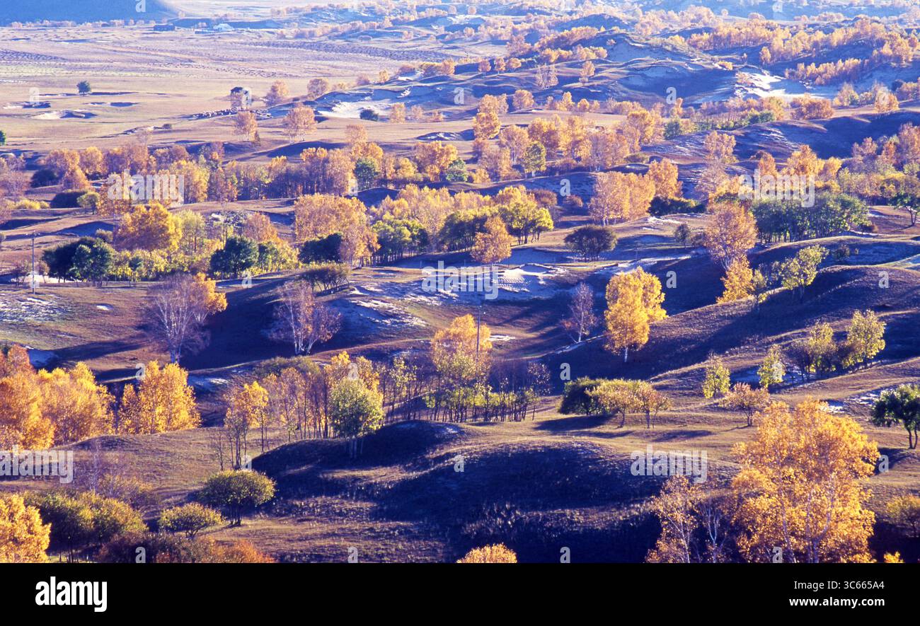 Autumn Golden Birch Trees Scattered Across Rolling Grassland Hills at ...