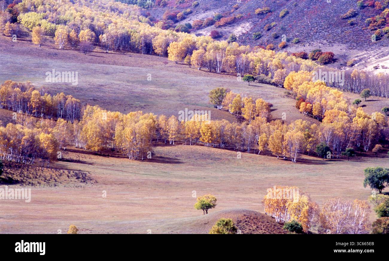 Autumn Golden Birch Forest Groves Scattered Across Rolling Hills and ...