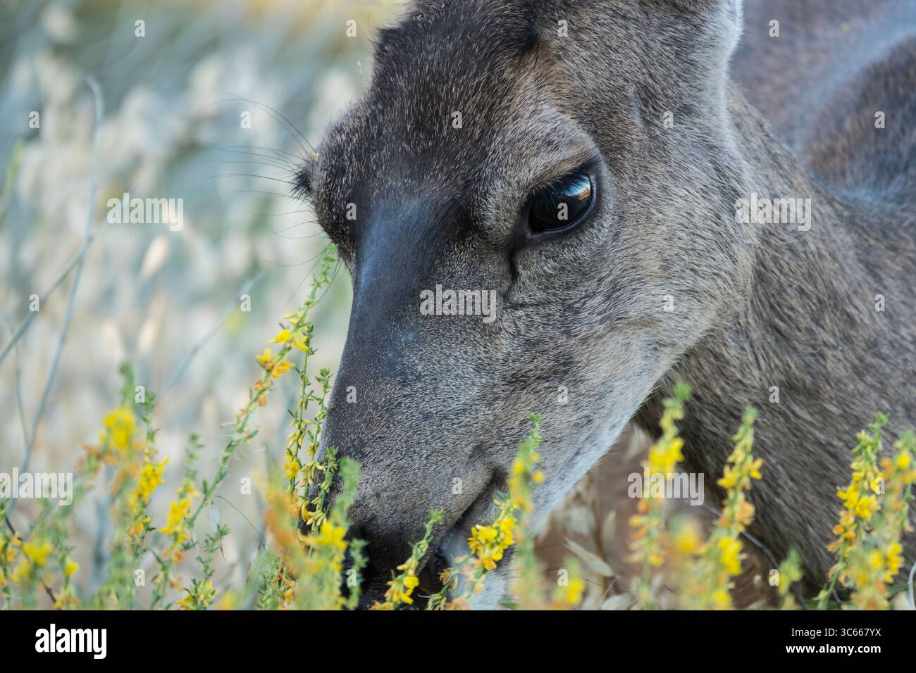 Mule deer eating weed hi-res stock photography and images - Alamy