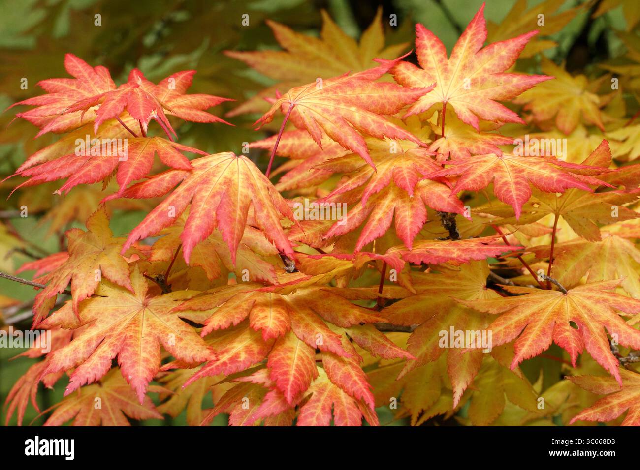 Acer shirasawanum Autumn Moon Stock Photo - Alamy