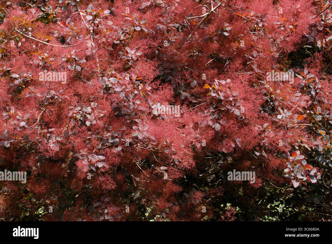 Cotinus coggygria – The Smoke Bush. Purple variety, flowering Stock ...