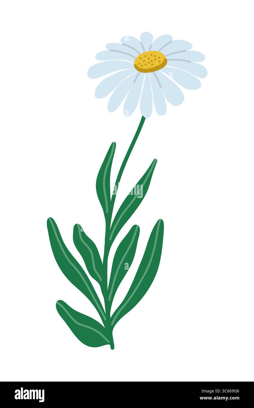 Background white wild flower Stock Vector Images - Alamy