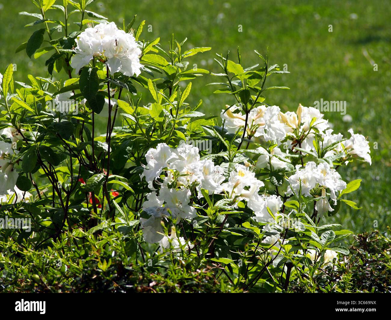 White azalea (Rhododendron) in full bloom – delicate spring flowers and ...
