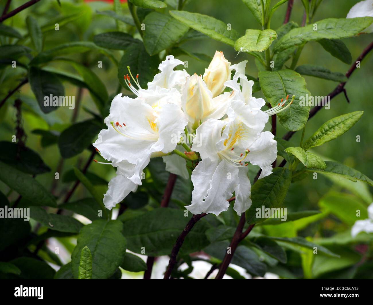 White azalea (Rhododendron) in full bloom – delicate spring flowers and ...