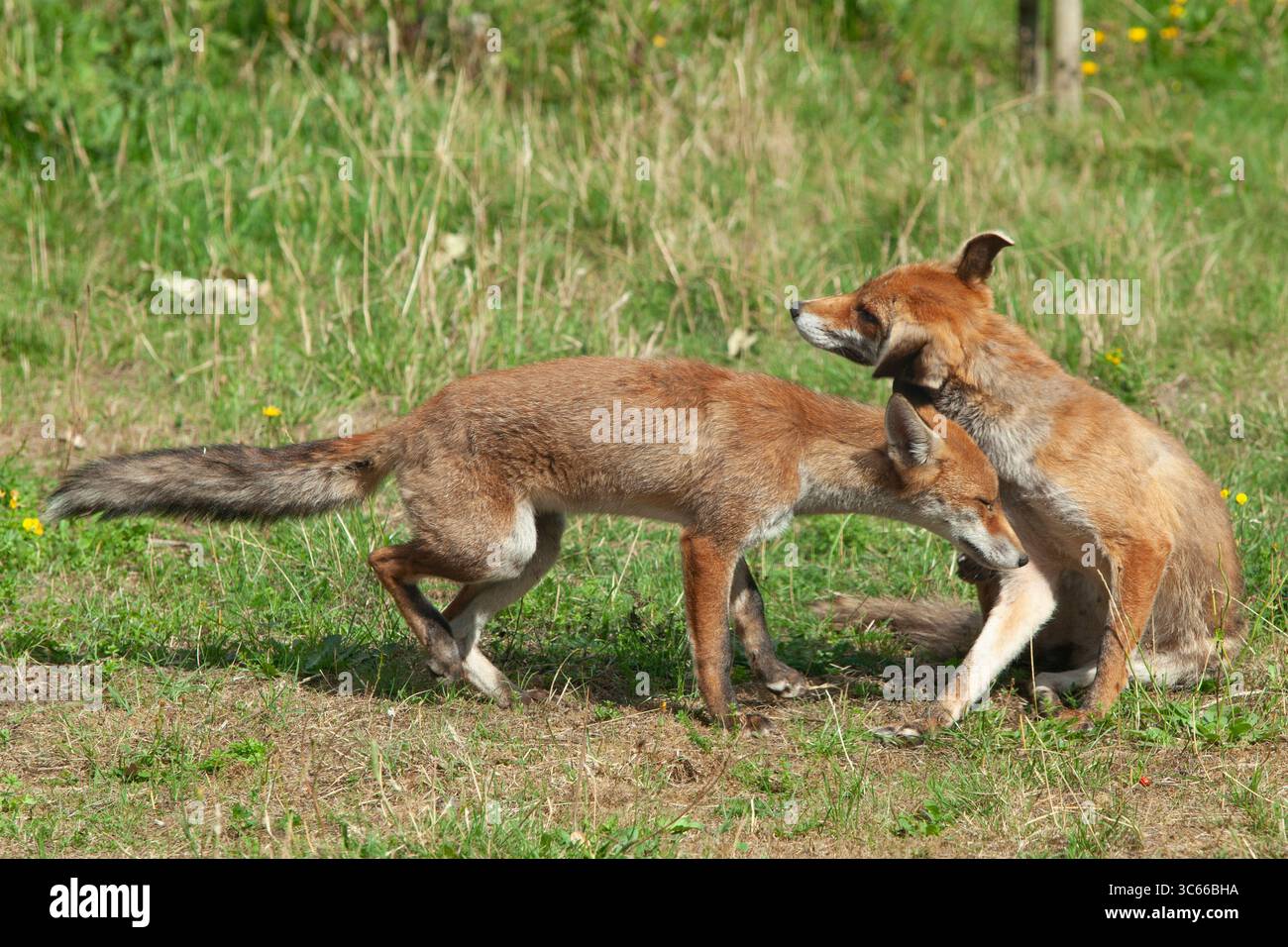 London, UK, 30 July 2025: A juvenile fox (left) nuzzles it's mother as ...