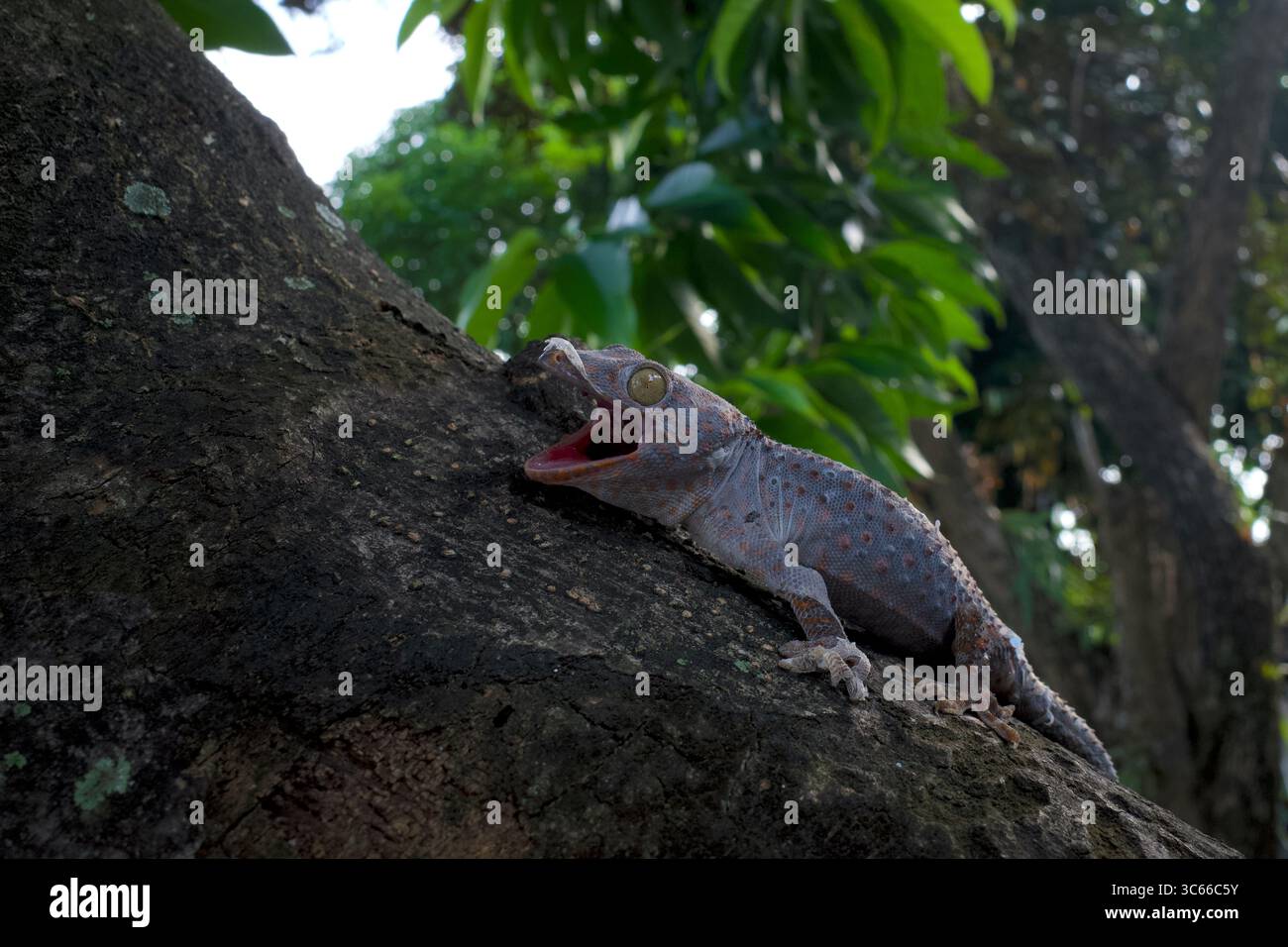Tokay gecko gekko close hi-res stock photography and images - Alamy