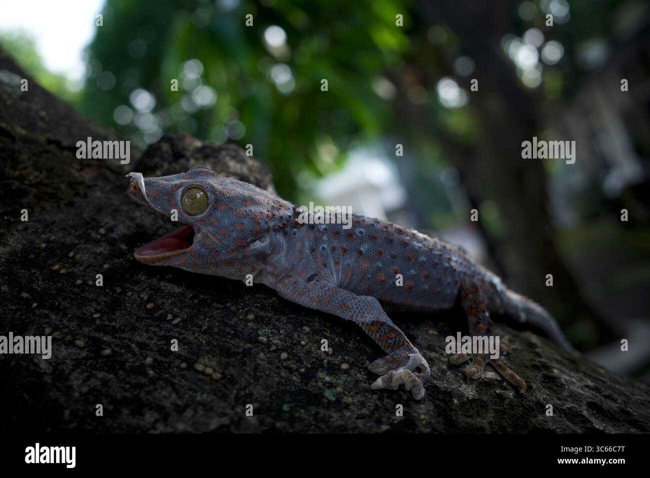 Tokay gecko gekko close hi-res stock photography and images - Alamy