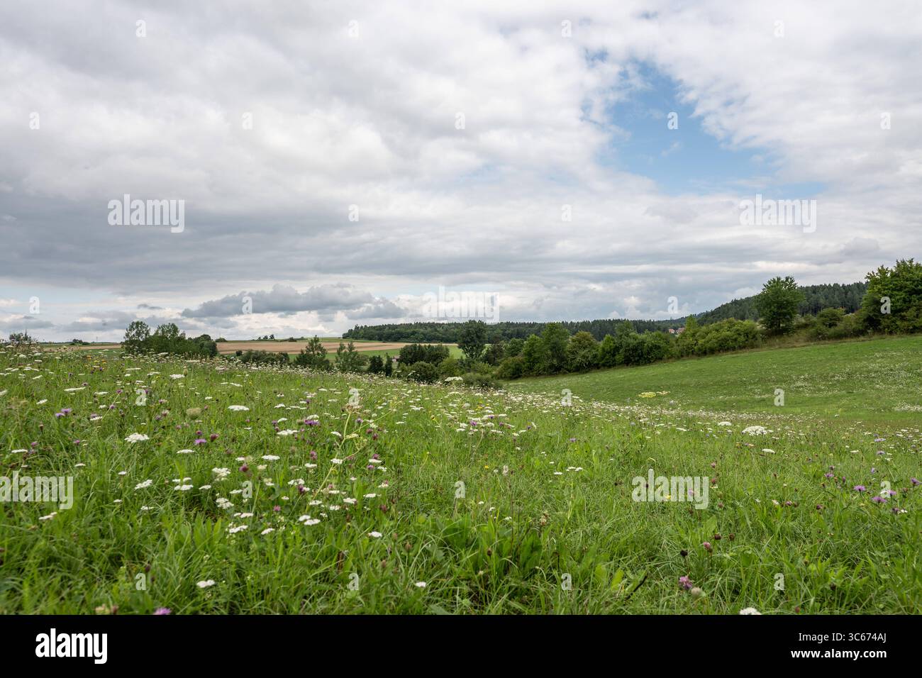 Zahlreiche Blumen wachsen auf einer Wiese bei Rottweil. Rottweil Baden ...