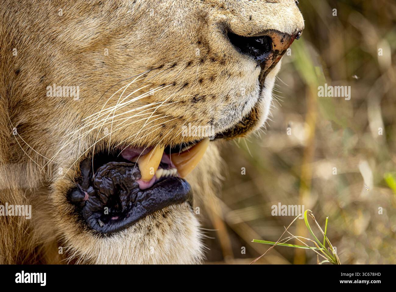 View of a majestic lion's powerful jaw, teeth, and nose details ...