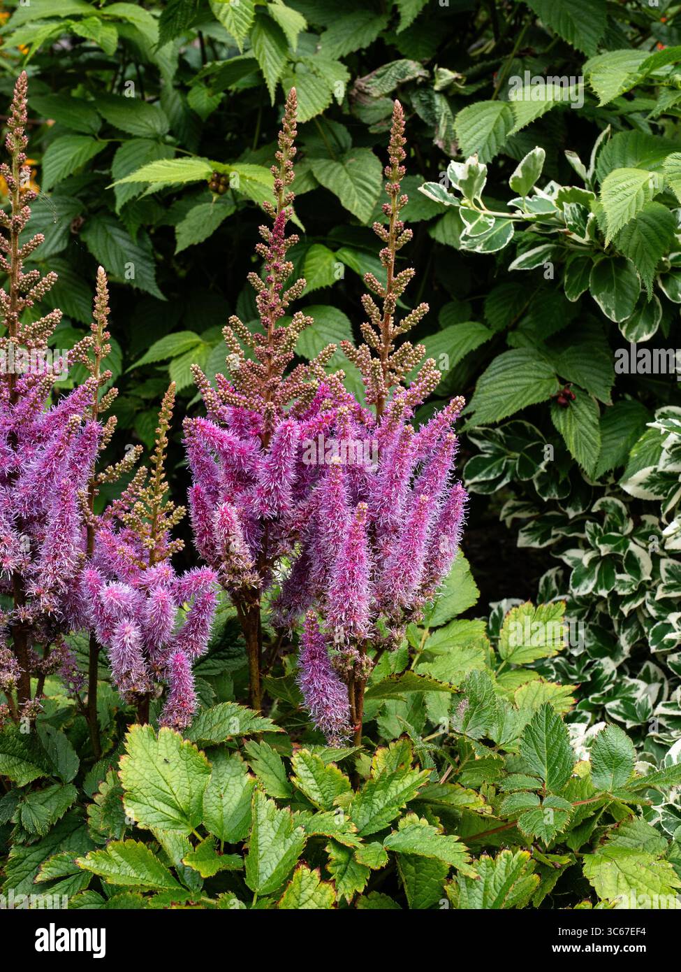 Stiffly upright flower plumes hi-res stock photography and images - Alamy