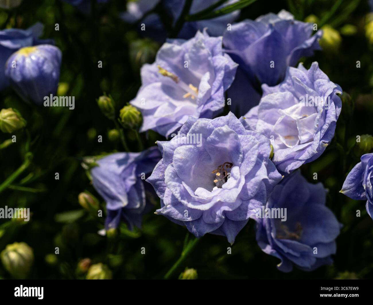 Little tight double pale blue flowers hi-res stock photography and ...