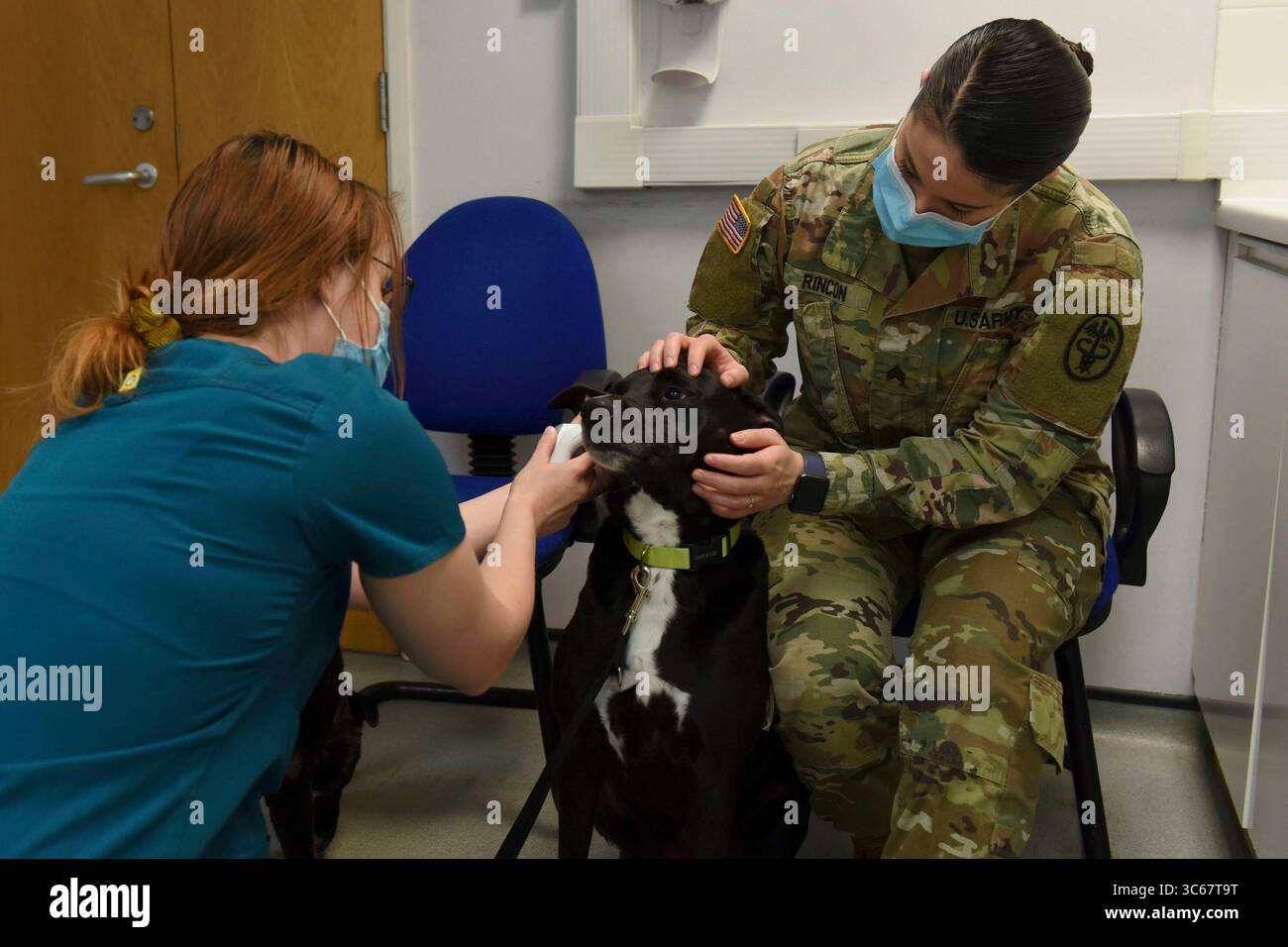 U s army animal care hi-res stock photography and images - Alamy