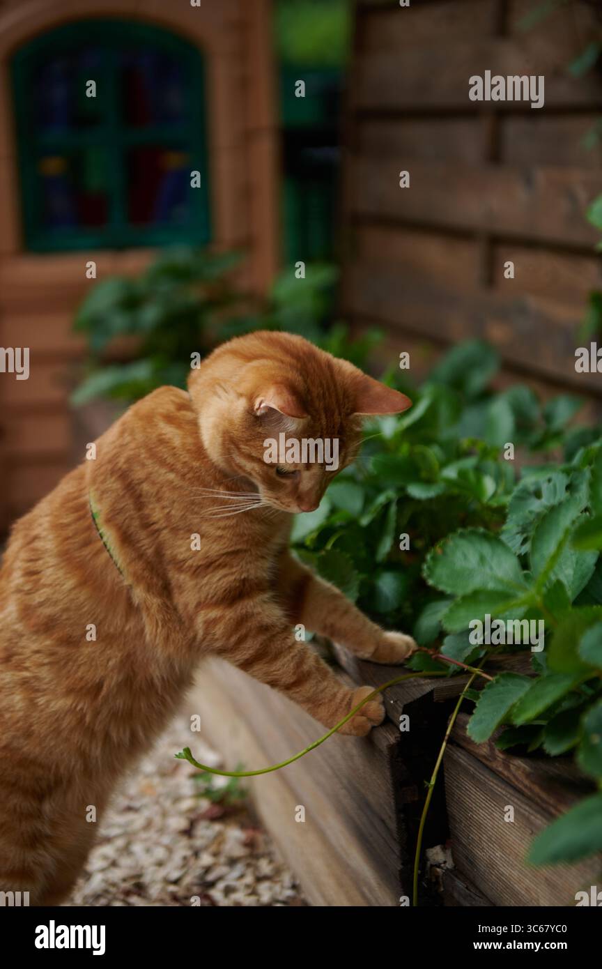 Ginger tabby cat explores hi-res stock photography and images - Alamy