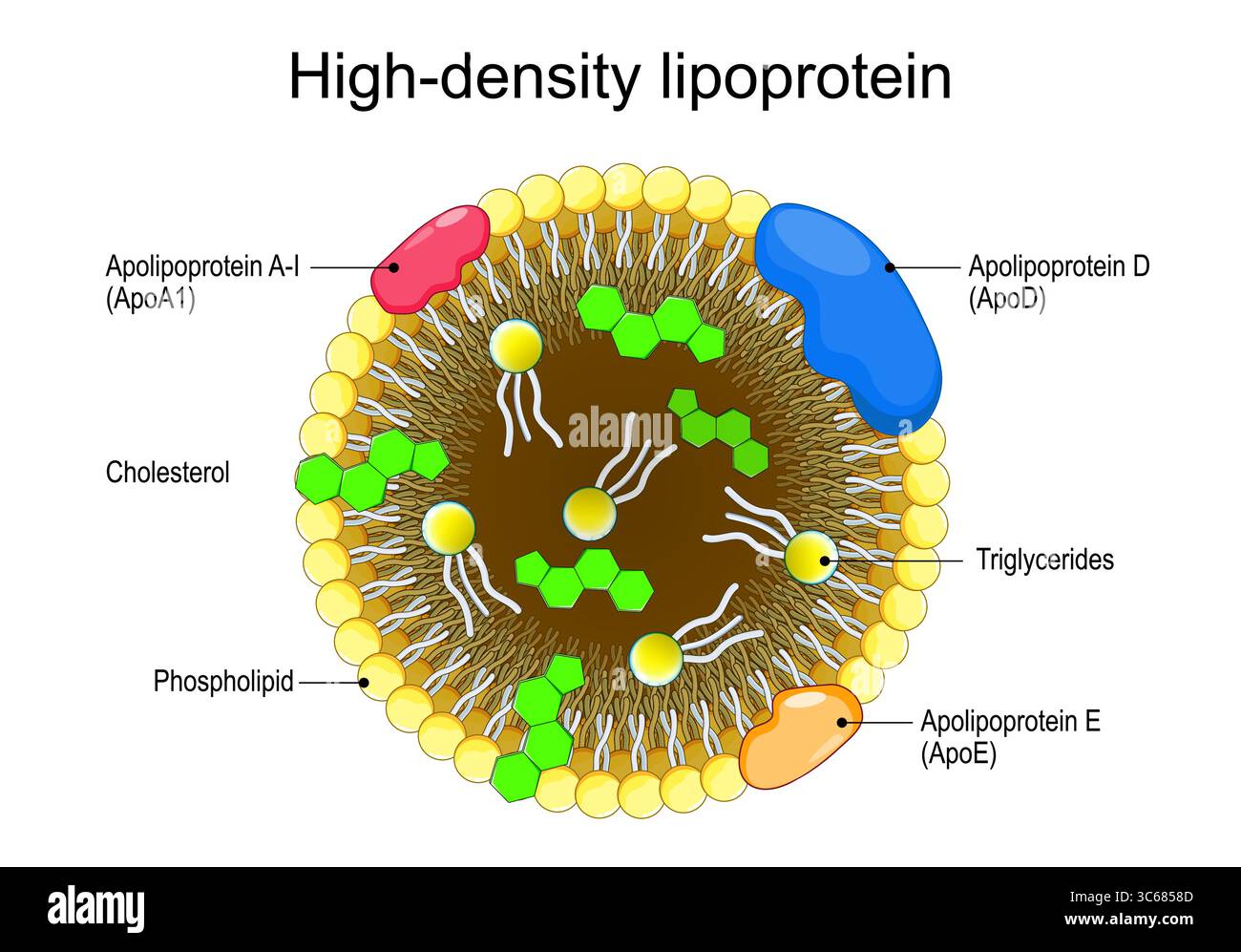 High-density lipoprotein. Cross section of HDL, close-up of Hydrophobic ...