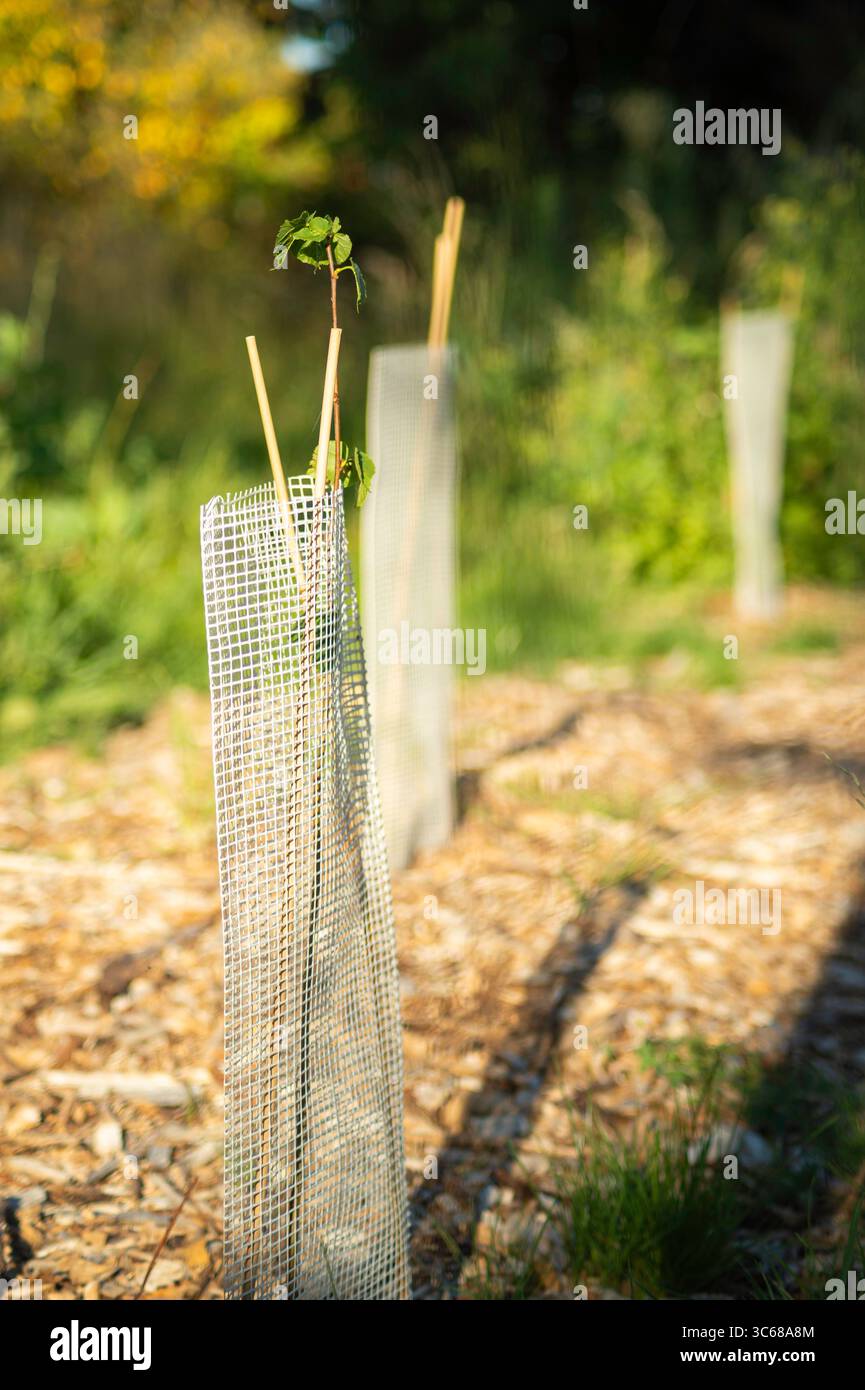 Protected sapling for ecological reforestation, vertical shot Stock ...