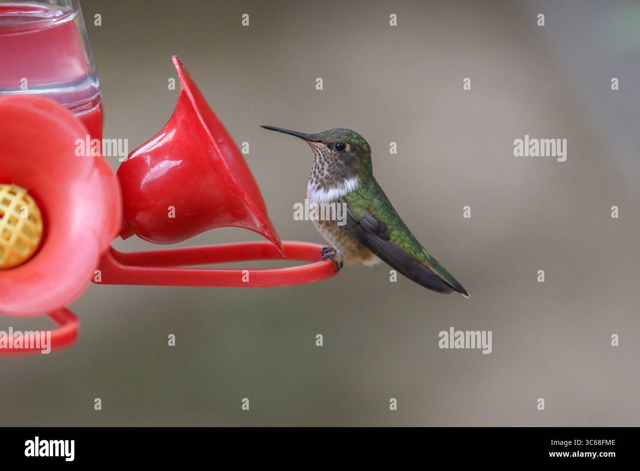 Volcano Hummingbird female - Selasphorus flammula Stock Photo - Alamy
