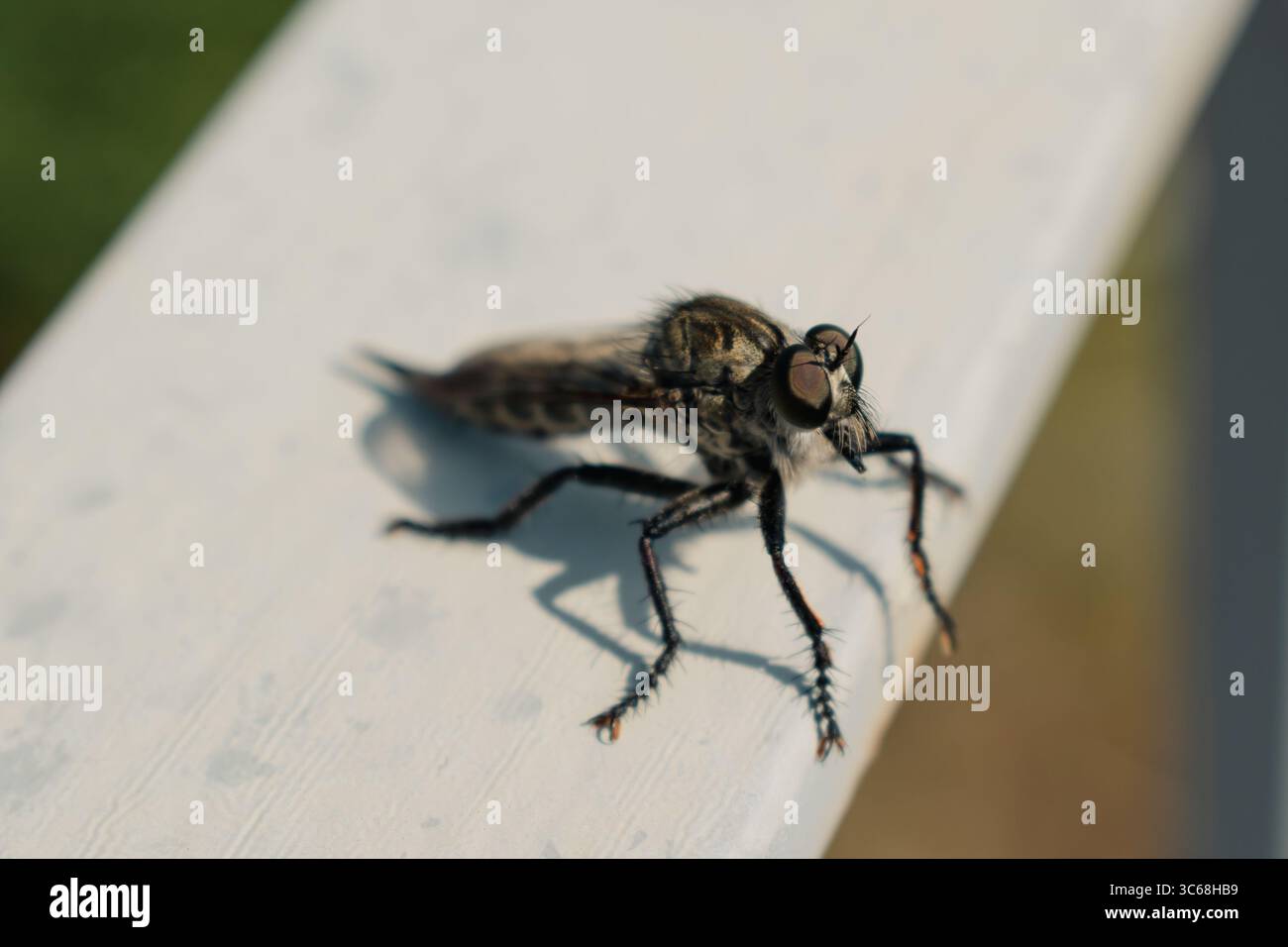 Hairy robber fly with large eyes standing and preparing to fly for new ...