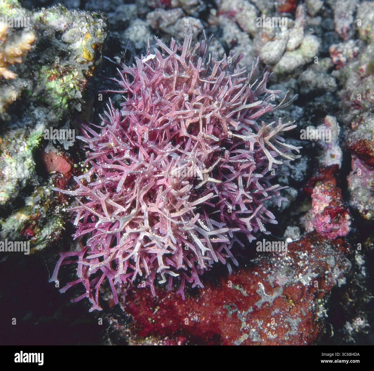 Red algae Dichotomaria sp. from 10 m depth at "Kunda Corner", Kuredu ...