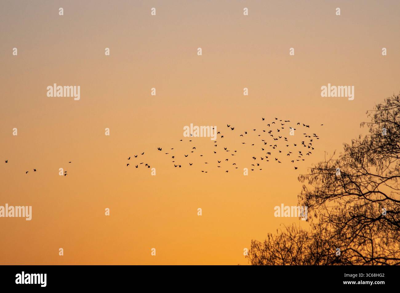 Birds flying across golden hi-res stock photography and images - Alamy
