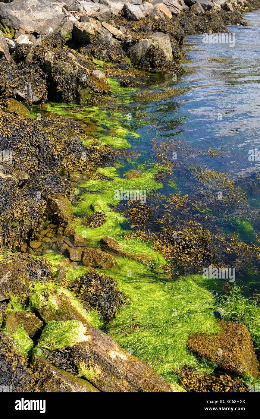 Gutweed (Ulva intestinalis, formerly: Enteromorpha intestinalis) and ...