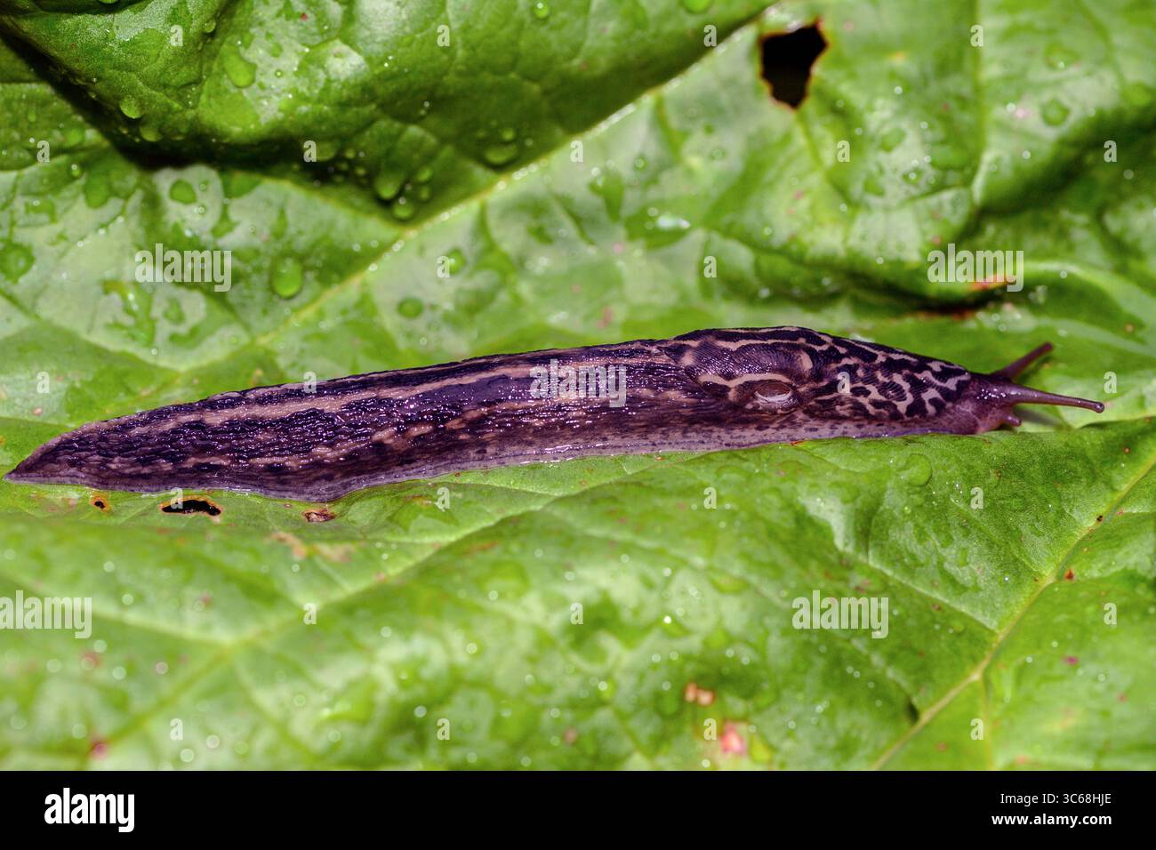 Leopardsnegl hi-res stock photography and images - Alamy