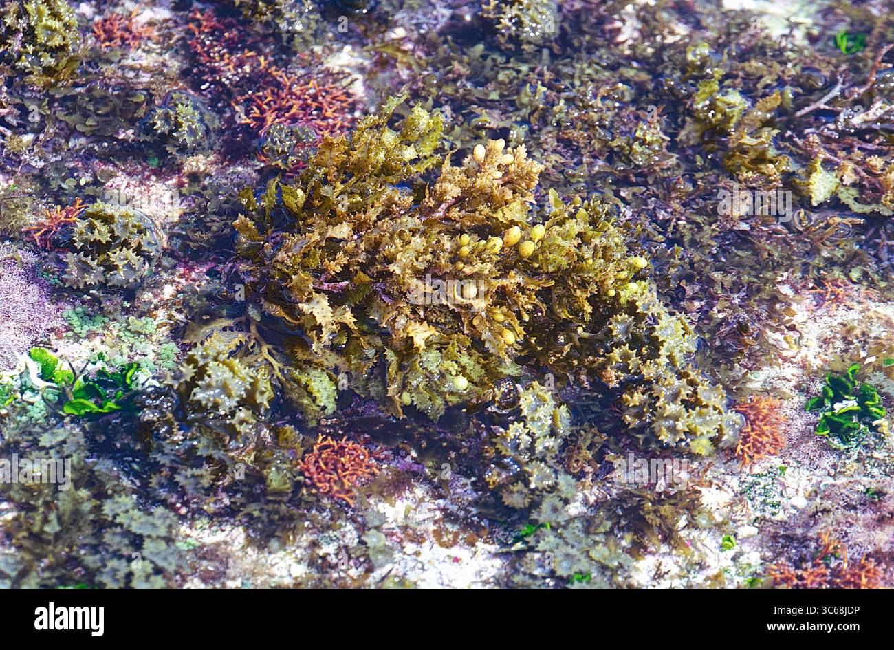 Sargassum sp. and other algae on the shallow algae-reef-flat of "South Beach", Rarotonga ...