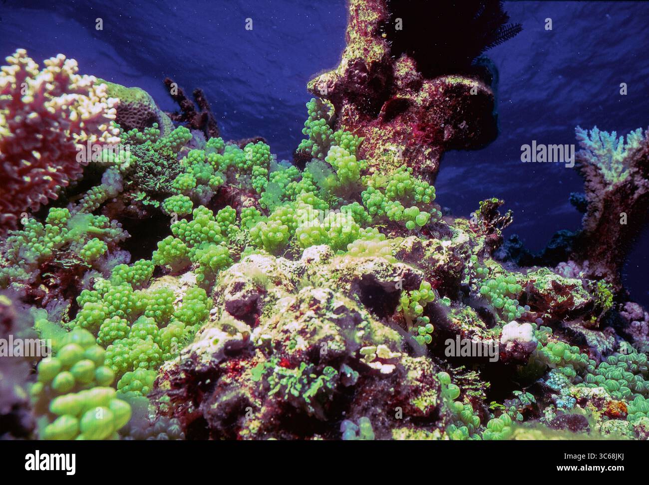 Sea grapes (Caulerpa racemosa) on 10 m depth at Flinders Reef (Shark ...