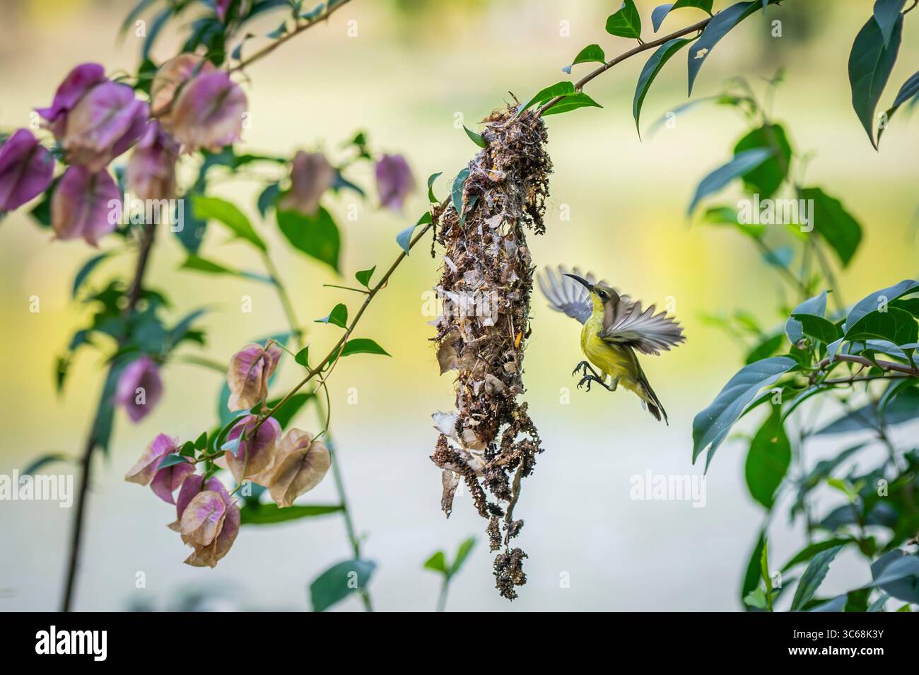 Queen sikrit park hi-res stock photography and images - Alamy